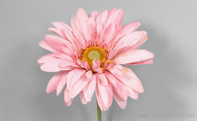 Jacobson Floral - 25" Lg Single Gerbera